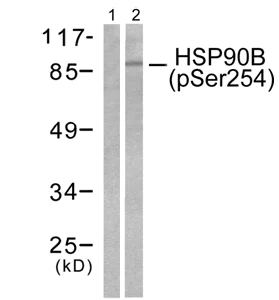 Anti-Hsp90 beta (phospho S254) antibody (ab51136) | Abcam