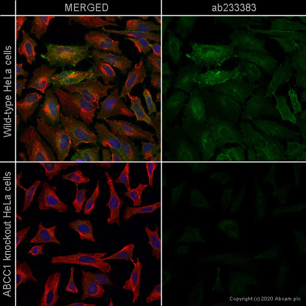Human ABCC1 (MRP1) knockout HeLa cell line (ab265256) | Abcam