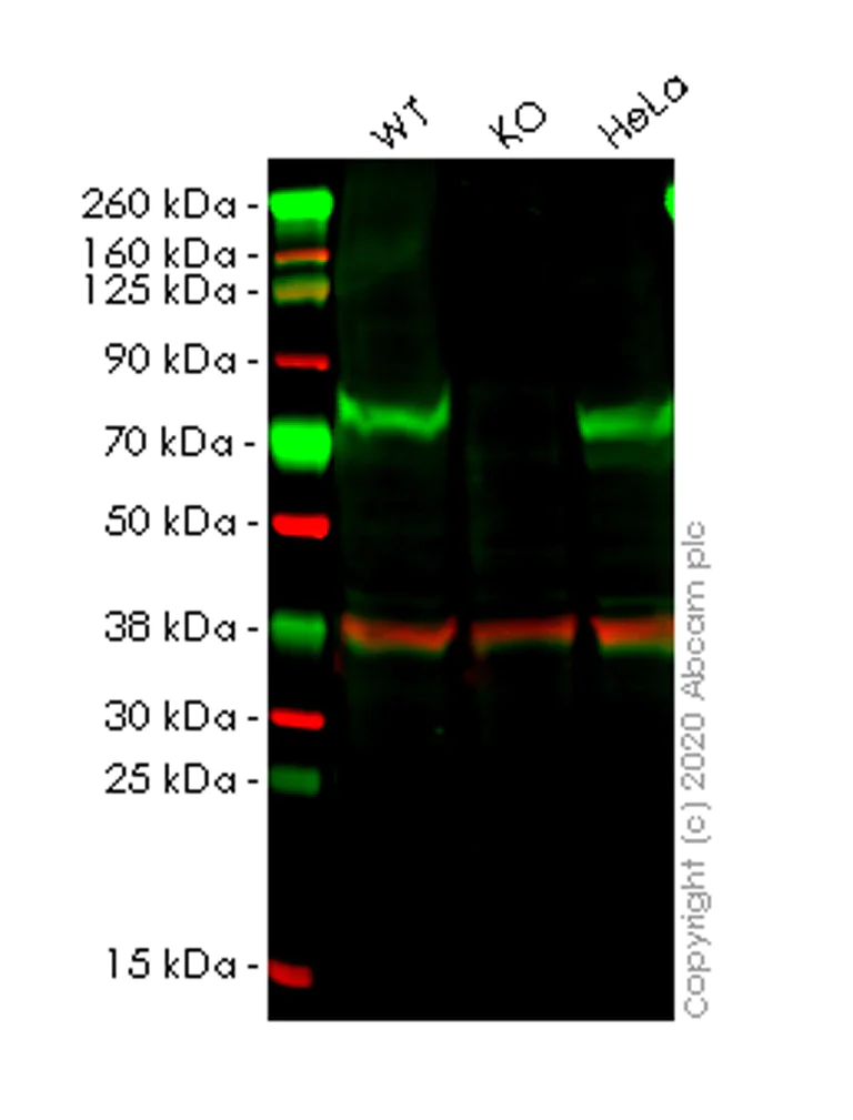 Human ABCF2 knockout HEK-293T cell line (ab266516) | Abcam