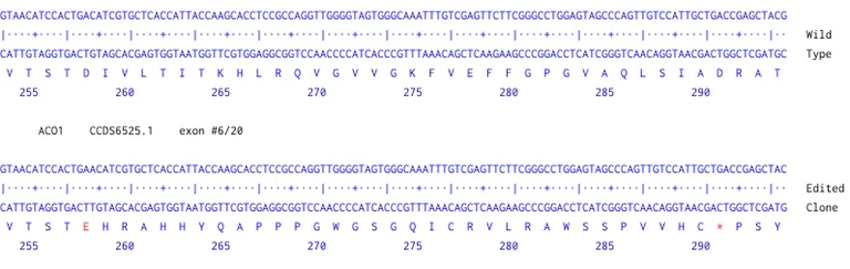 Human ACO1 knockout U-2 OS cell line (ab261884) | Abcam