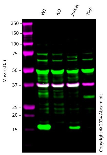 Human ACOT13 knockout K562 cell line (ab301834) | Abcam