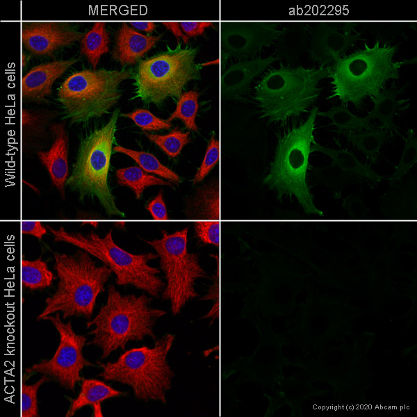 Human ACTA2 knockout HeLa cell line (ab264014) | Abcam
