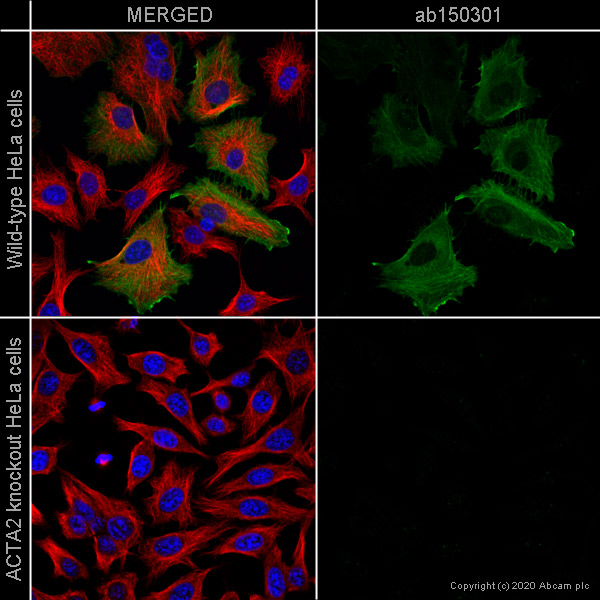 Human ACTA2 knockout HeLa cell line (ab264014) | Abcam