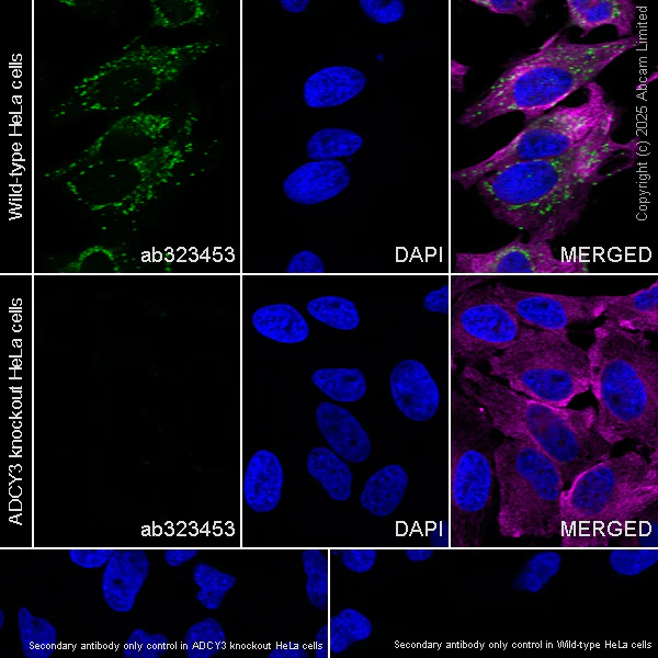 Human ADCY3 (AC3) knockout HeLa cell line (ab264709) | Abcam