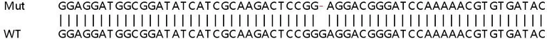 Human AIP knockout HeLa cell line (ab265502) | Abcam