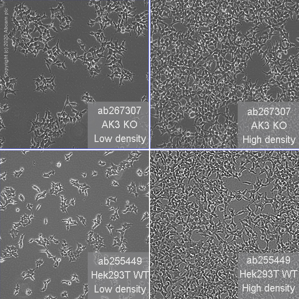 Human AK3 knockout HEK-293T cell line (ab267307) | Abcam