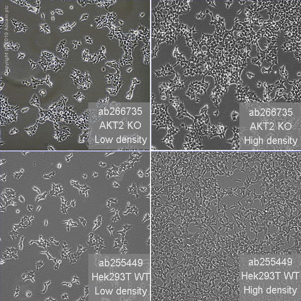 Human AKT2 knockout HEK-293T cell line (ab266735) | Abcam