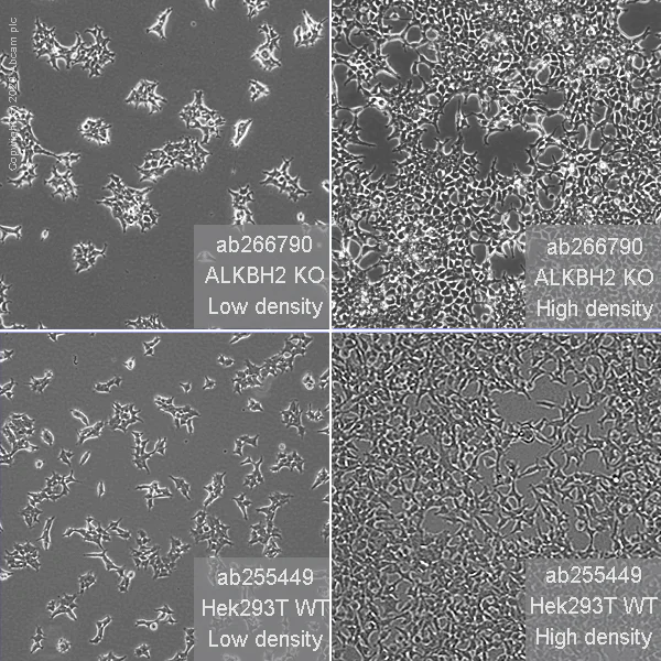 Human ALKBH2 knockout HEK-293T cell line (ab266790) | Abcam