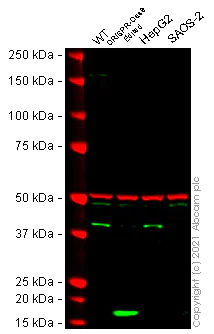 Human APTX (Aprataxin) knockout HeLa cell line (ab265118) | Abcam