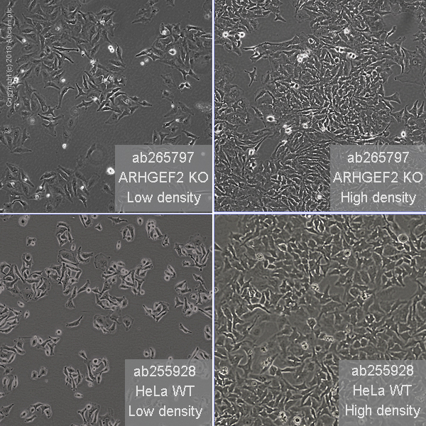 Human ARHGEF2 (GEF H1) knockout HeLa cell line (ab265797) | Abcam