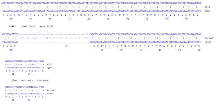 Human ARRB2 (Beta Arrestin 2) knockout A549 cell line (ab277840) | Abcam