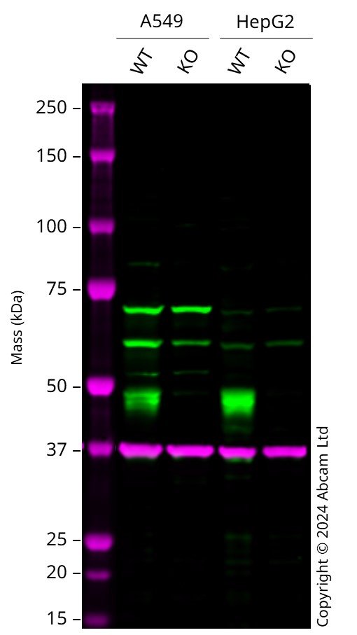 Human ARRB2 (Beta Arrestin 2) knockout A549 cell line (ab277840) | Abcam
