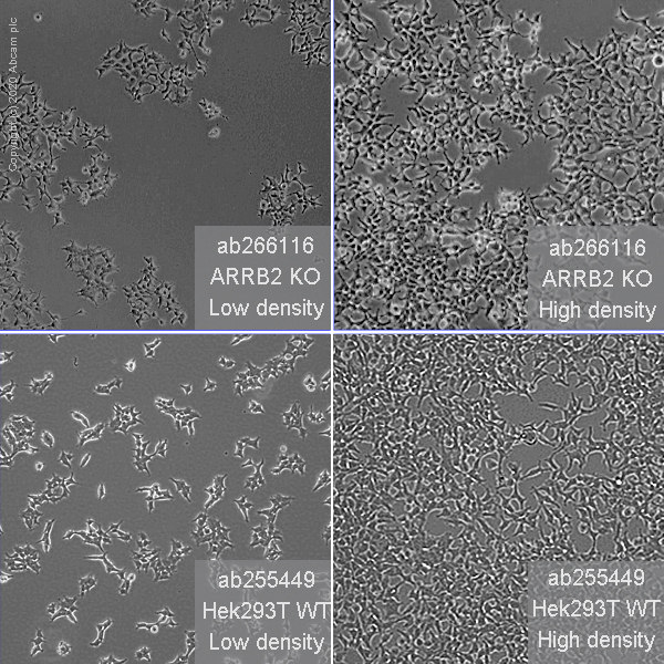 Human ARRB2 (Beta Arrestin 2) knockout HEK-293T cell line (ab266116) | Abcam
