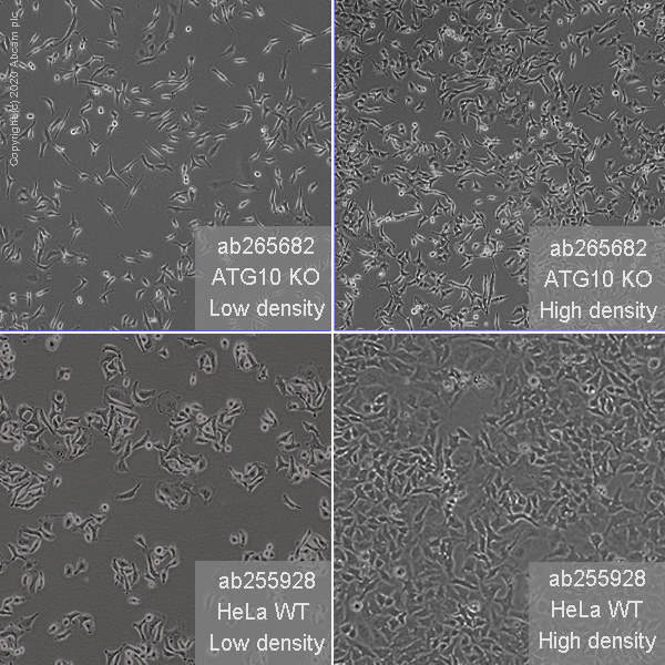 Human ATG10 knockout HeLa cell line (ab265682) | Abcam