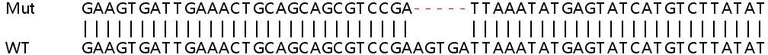 Human ATG10 knockout HeLa cell line (ab265682) | Abcam