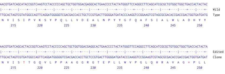 Human ATP13A2 knockout HEK-293 cell line (ab274925) | Abcam