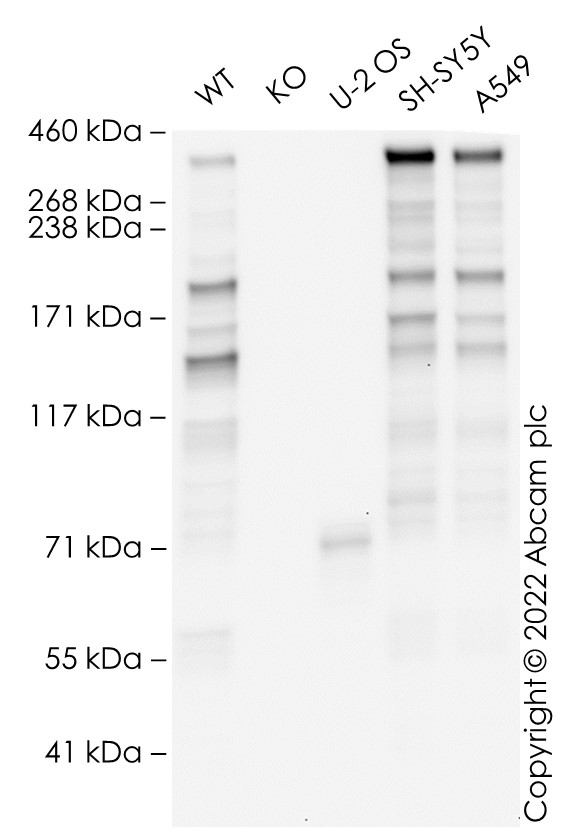 Human ATRX knockout A549 cell line (ab287232) | Abcam