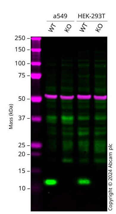 Human B2M knockout A549 cell line (ab286573) | Abcam