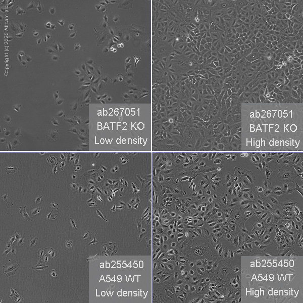 Human BATF2 (SARI) knockout A549 cell line (ab267051) | Abcam