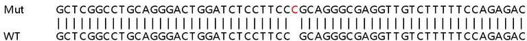 Human BATF2 (SARI) knockout A549 cell line (ab267051) | Abcam