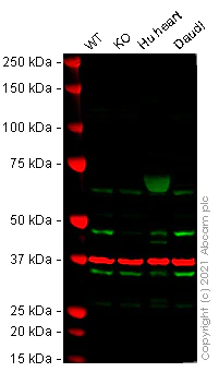 Human BCKDHA knockout HEK-293T cell line (ab266439) | Abcam