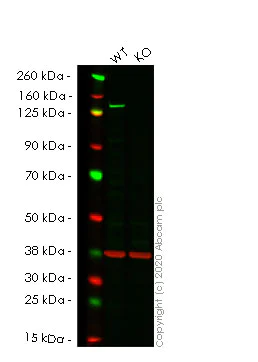 Human BUB1 knockout HeLa cell line (ab265145) | Abcam