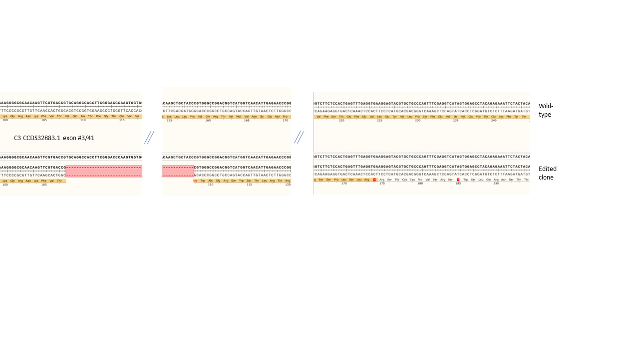 Human C3 knockout PC-3 cell line (ab290619) | Abcam