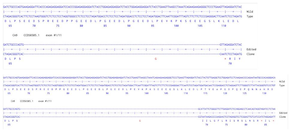 Human CA9 knockout HCT116 cell line (ab287249) | Abcam