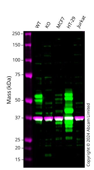 Human CA9 knockout HCT116 cell line (ab287249) | Abcam