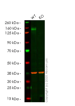 人CACNA2D1 (Calcium channel L type DHPR alpha 2 subunit) knockout HeLa ...