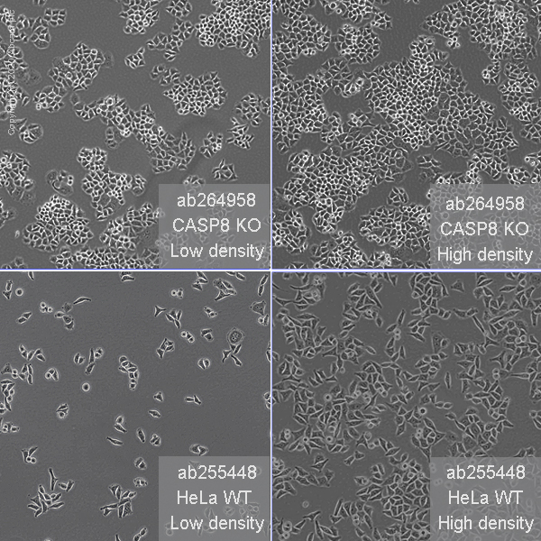 Human CASP8 (Caspase-8) knockout HeLa cell line (ab264958) | Abcam