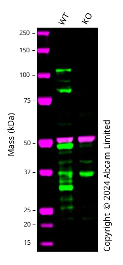 Human CBL knockout HCT116 cell line (ab287255) | Abcam