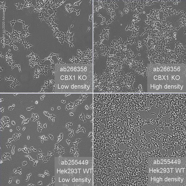 Human CBX1 (HP1 beta) knockout HEK-293T cell line (ab266356) | Abcam