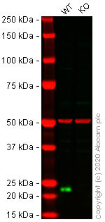 Human CBX3 (HP1 gamma) knockout HeLa cell line (ab261744) | Abcam