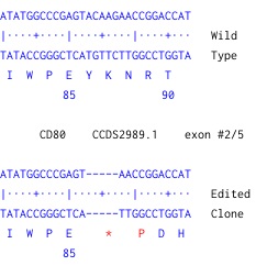 Human CD80 knockout Raji cell line (ab273873) | Abcam