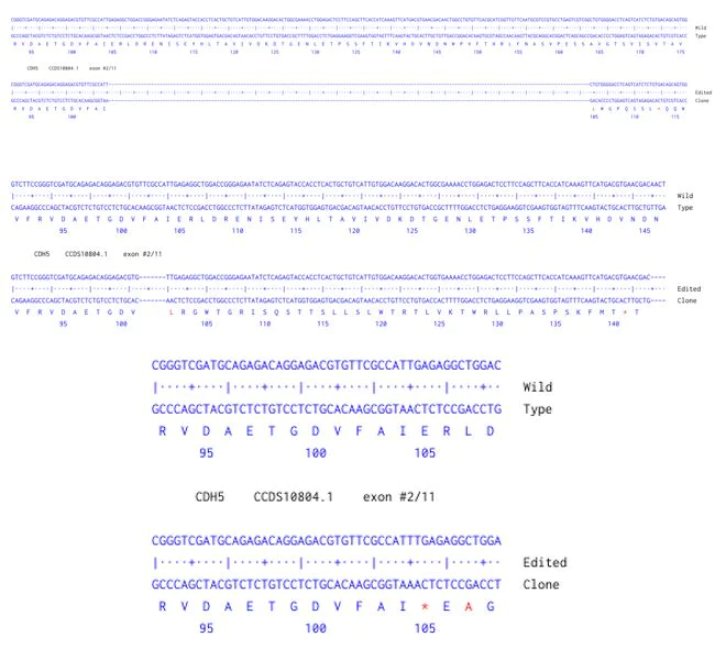 Human CDH5 knockout A549 cell line (ab300885) | Abcam