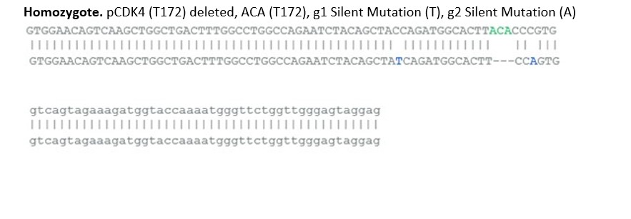 Human CDK4 mutation MCF7 cell line (ab308496) | Abcam