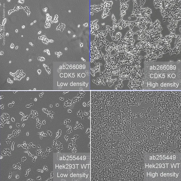 Human CDK5 knockout HEK-293T cell line (ab266089) | Abcam