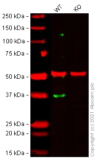 Human CDK6 knockout HeLa cell line (ab266059) | Abcam