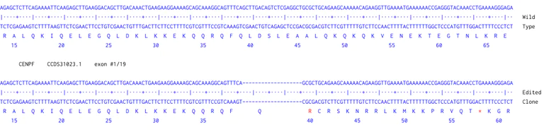 Human CENPF knockout HeLa cell line (ab262513) | Abcam