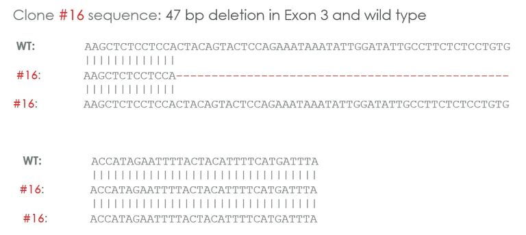 Human CHEK1 heterozygous knockout A549 cell line (ab276102) | Abcam