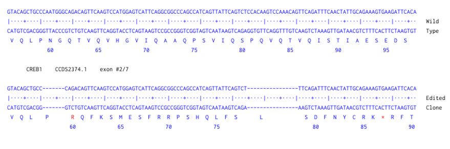 Human CREB1 knockout A549 cell line (ab286720) | Abcam