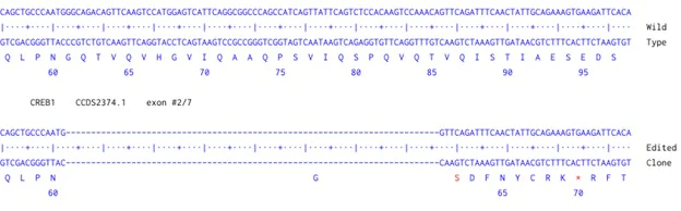 Human CREB1 knockout HCT116 cell line (ab286536) | Abcam