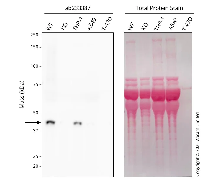 Human CSF1 knockout U-87 MG cell line (ab288711) | Abcam
