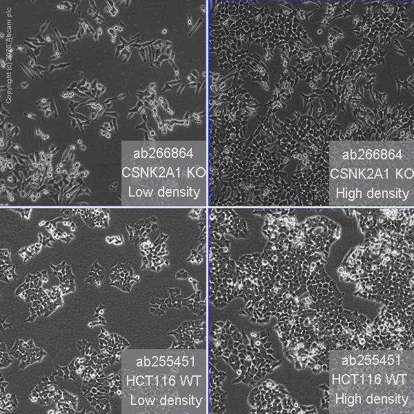 Human CSNK2A1 knockout HCT116 cell line (ab266864) | Abcam