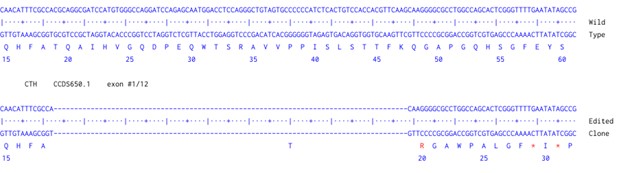 Human CTH knockout A549 cell line (ab300903) | Abcam