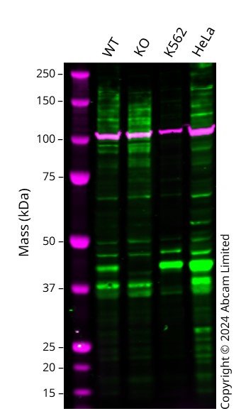 Human CTH knockout A549 cell line (ab300903) | Abcam