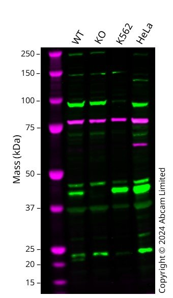 Human CTH knockout A549 cell line (ab300903) | Abcam