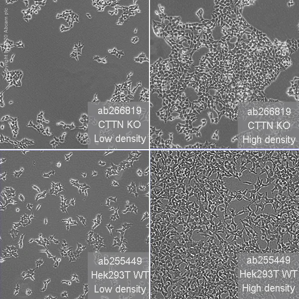 Human CTTN (Cortactin) knockout HEK-293T cell line (ab266819) | Abcam