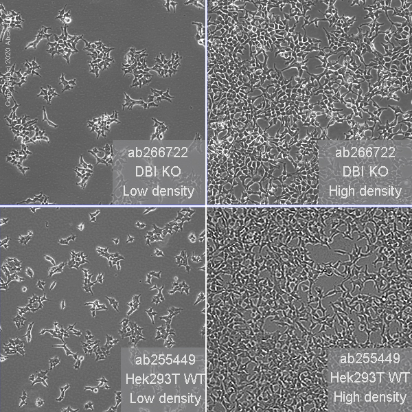 Human DBI knockout HEK-293T cell line (ab266722) | Abcam